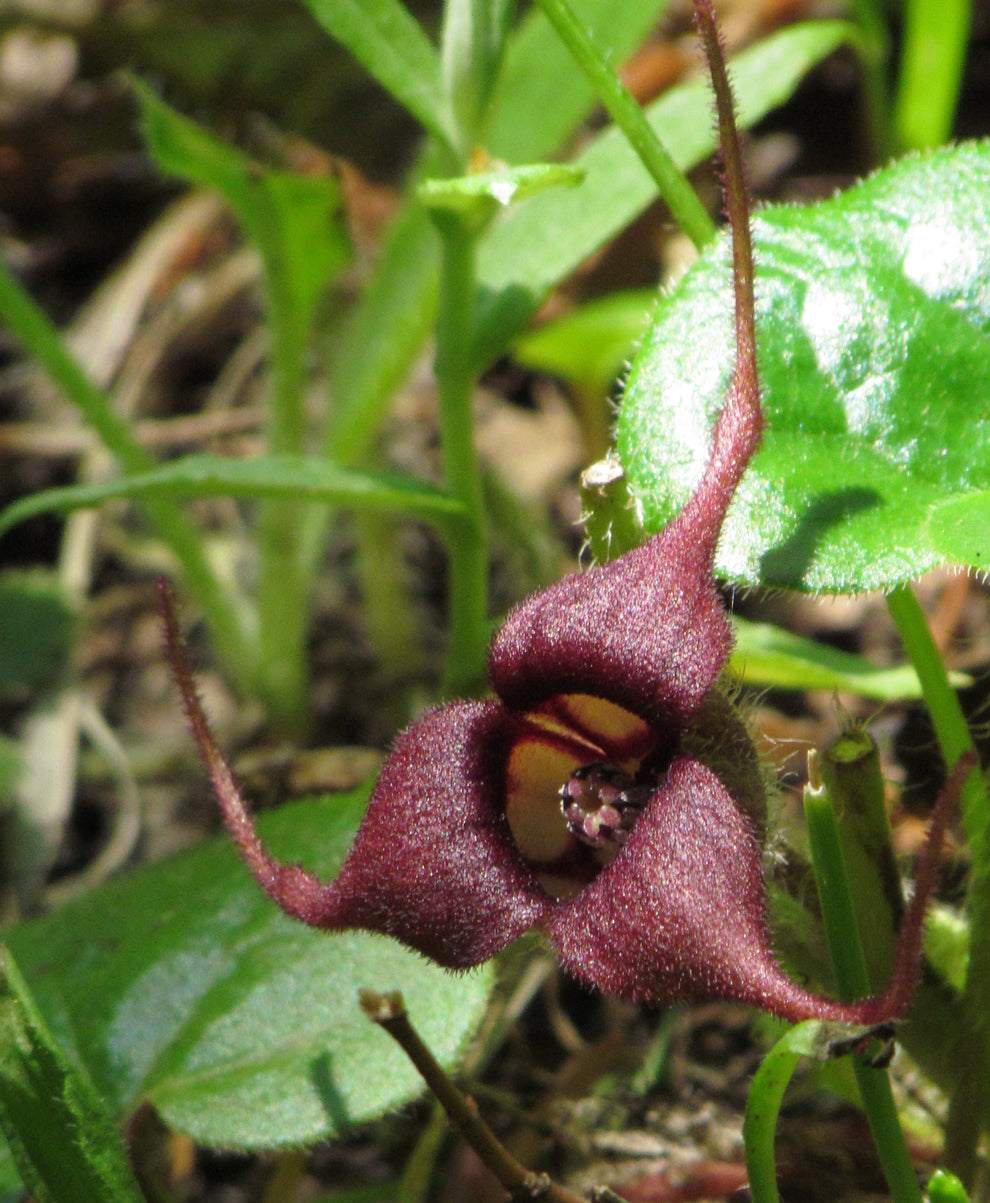 Wild Ginger – Bundle of 5 Bare Root Plants – Clark Conservation District