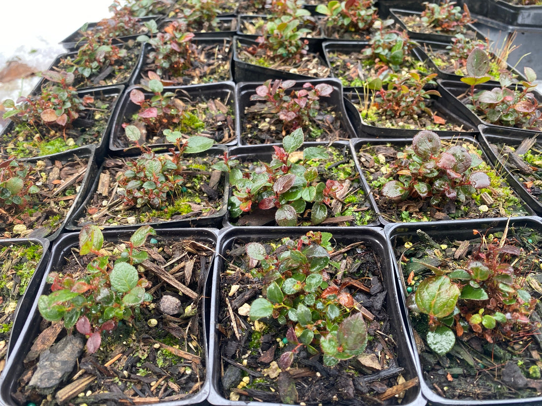 Salal – Bundle of 5 Potted Plants – Clark Conservation District