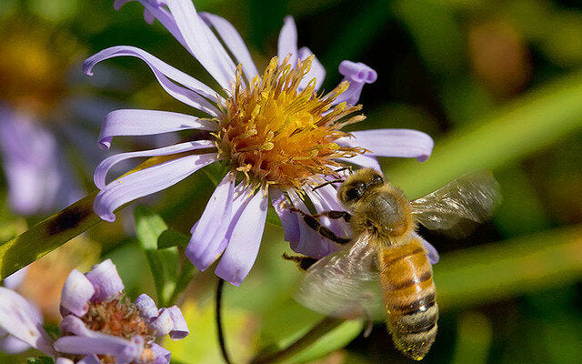 Pollinator Paradise Plant Pack – Clark Conservation District